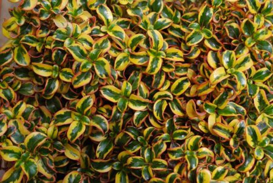 Coprosma - Gold Star - Guildford Garden Centre