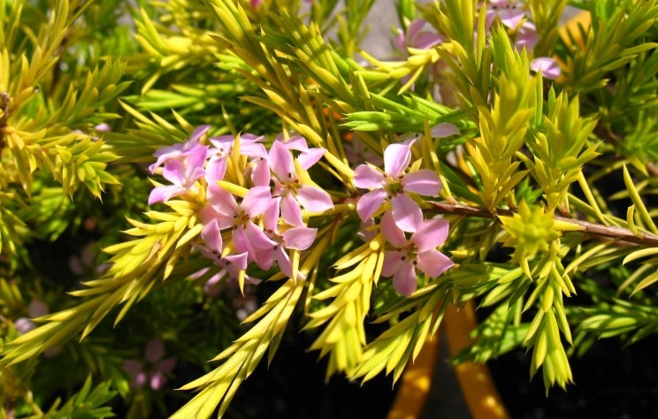 Diosma - Golden - Guildford Garden Centre