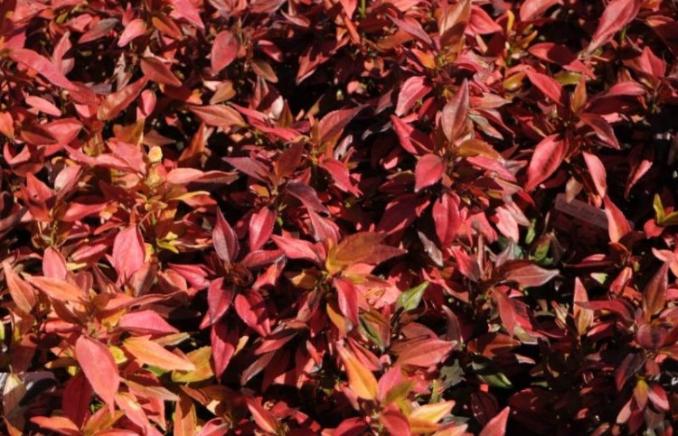 Acalypha - Fijian Fire Plant - Inferno - Guildford Garden Centre