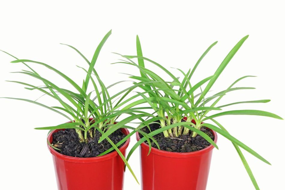 Agapanthus - Peter Pan - Guildford Garden Centre