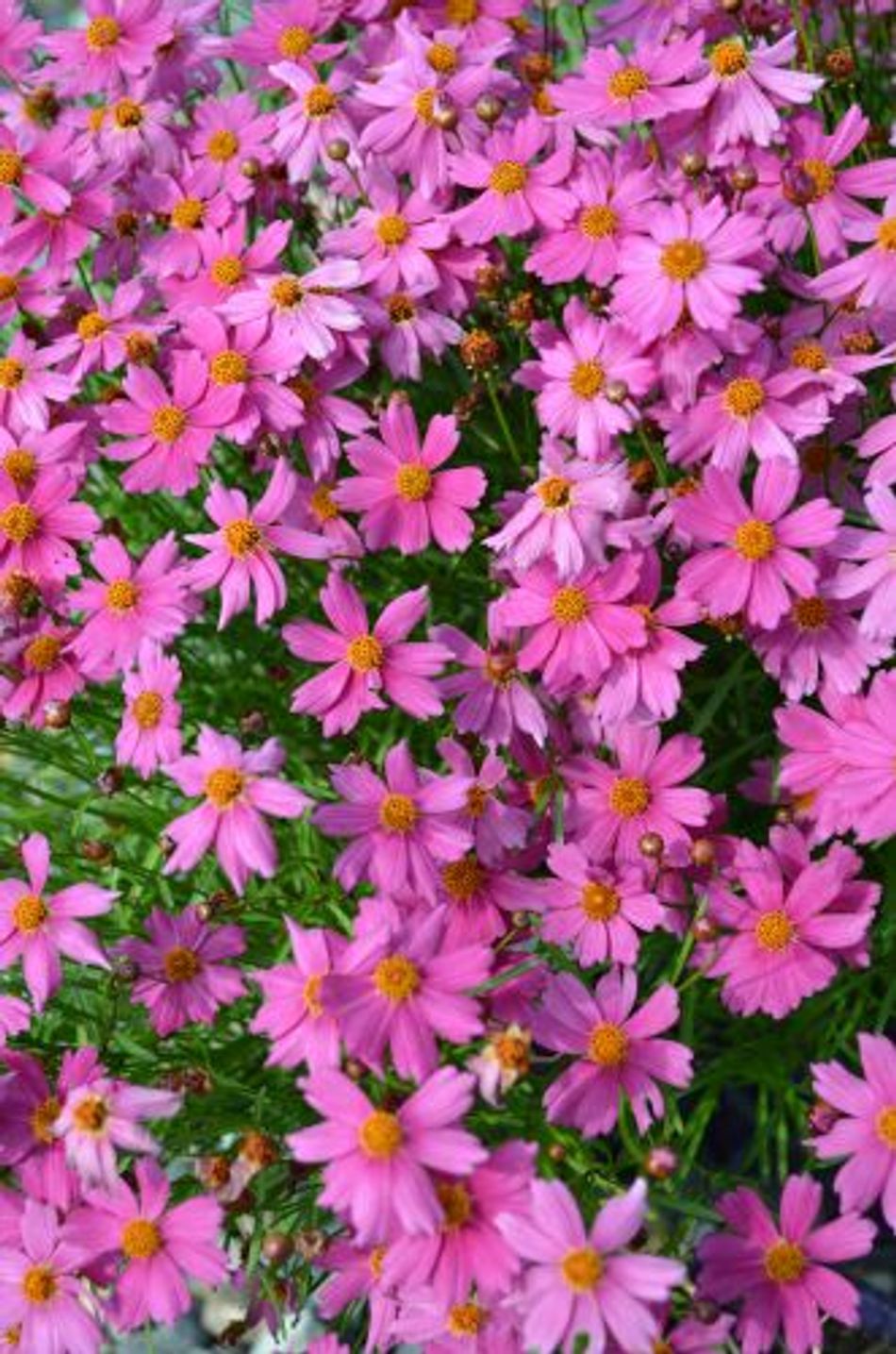 Coreopsis - Pink Lady - Guildford Garden Centre