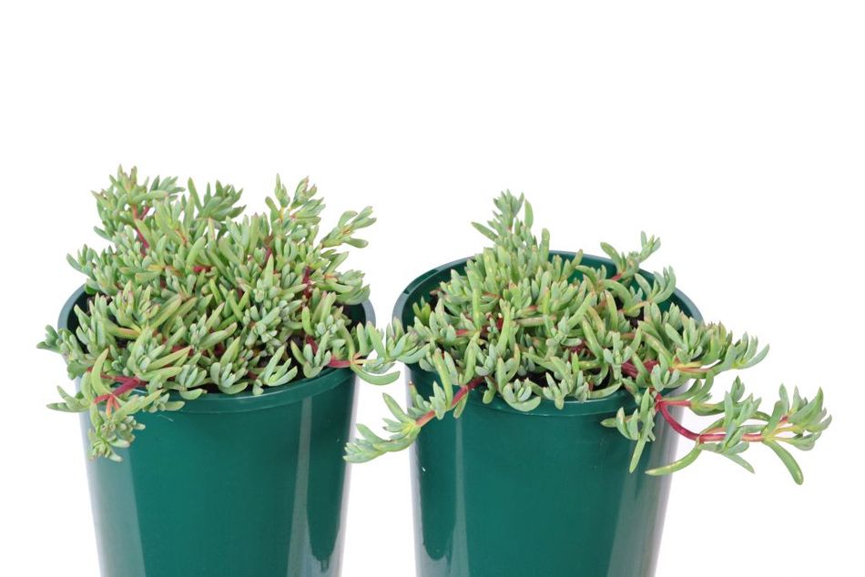 Lampranthus - Purple Explosion - Guildford Garden Centre