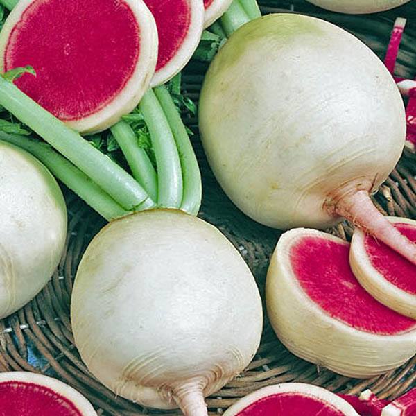Radish - Watermelon - Metro Gardener - Guildford Garden Centre