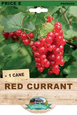 Currant - Red - Cane - Guildford Garden Centre