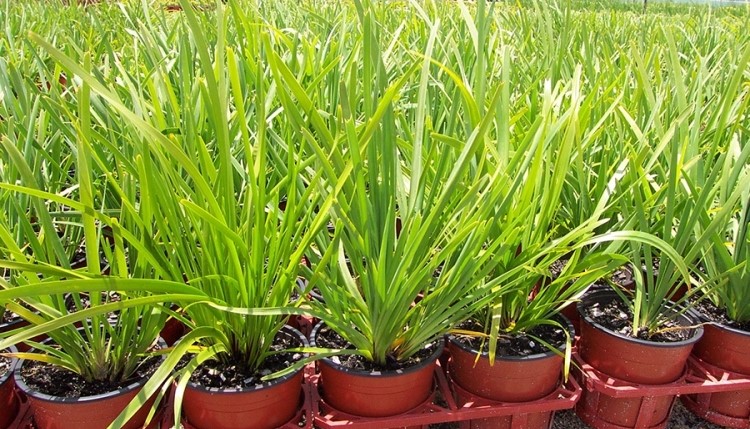 Lomandra - Spiny Headed Mat Rush - Guildford Garden Centre