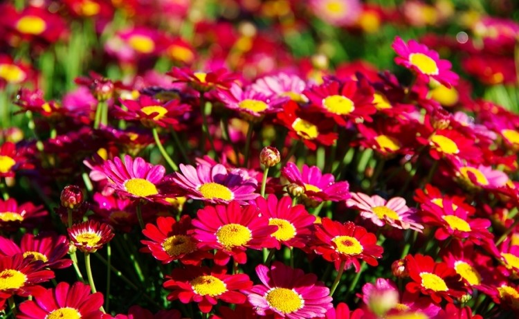 Argyranthemum - Summit Red - Guildford Garden Centre