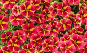 Calibrachoa - Super Cardinal Star - Guildford Garden Centre