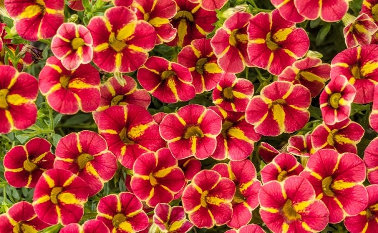 Calibrachoa - Super Cardinal Star - Guildford Garden Centre