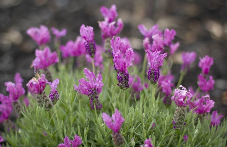 Lavender - The Princess - Guildford Garden Centre