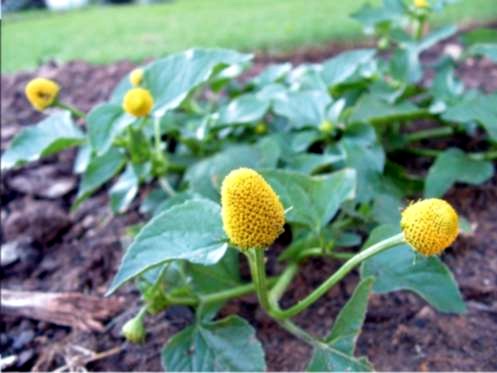 Toothache Plant - Golden - Renaissance Herbs - Perth, WA Garden Centre