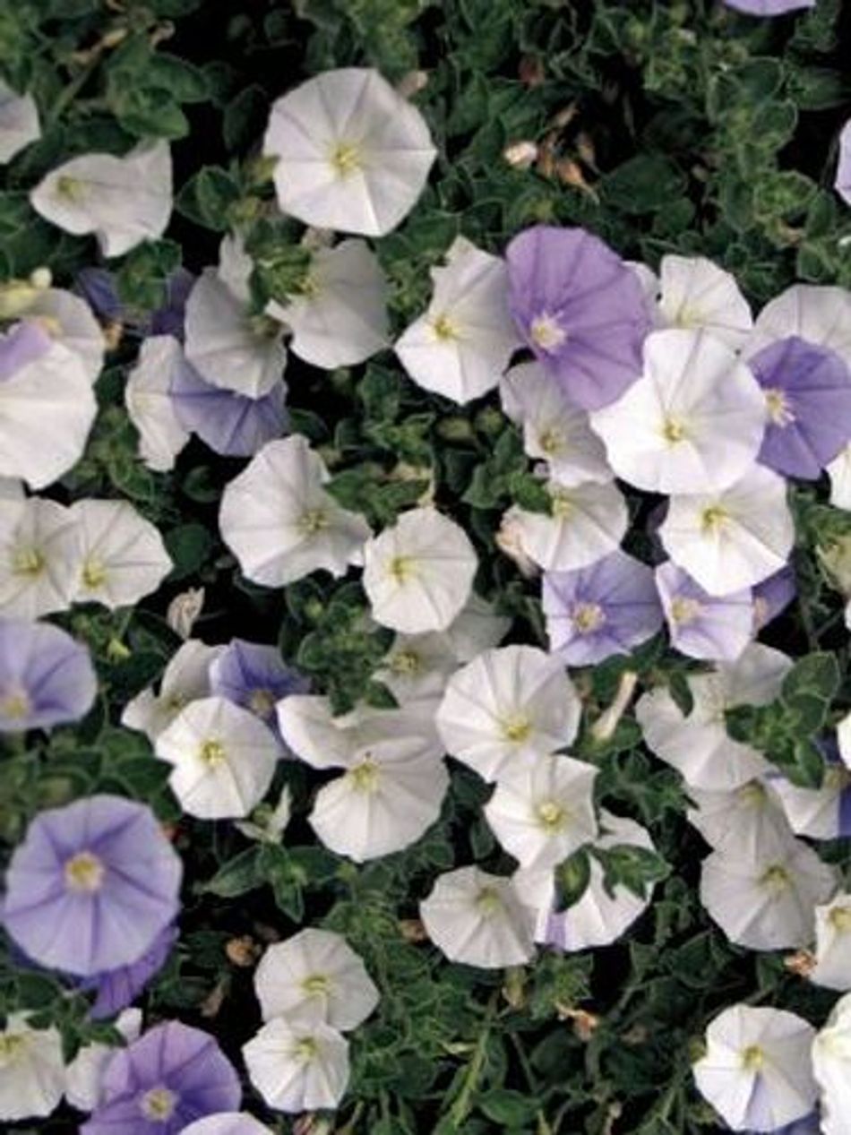 Convolvulus - Two Moons - Guildford Garden Centre