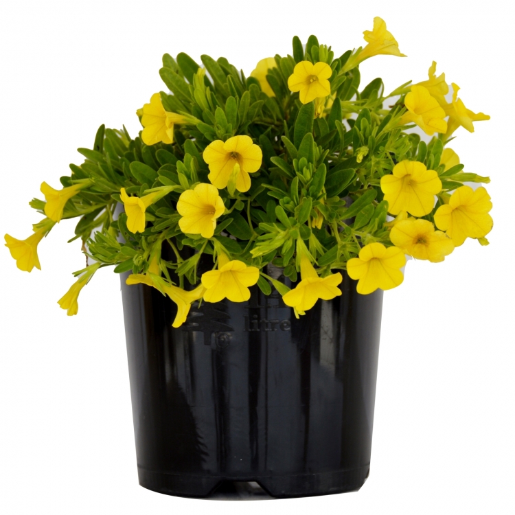 Calibrachoa - Yellow Chimes - Guildford Garden Centre