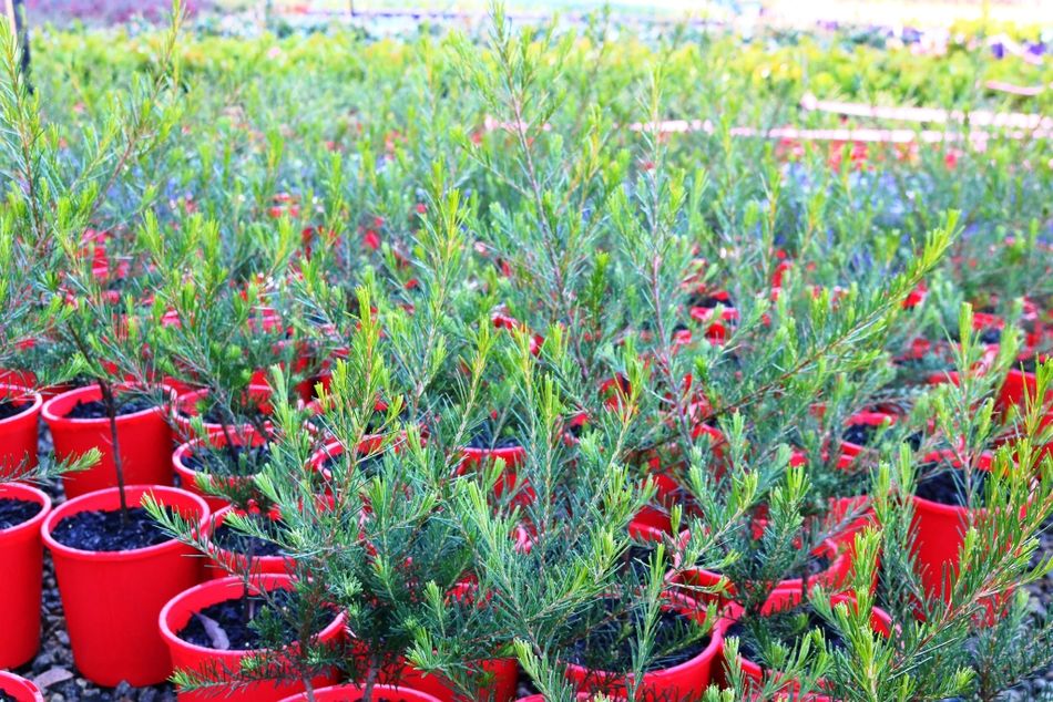 Ricinocarpus - Pencil Wedding Bush - Guildford Garden Centre