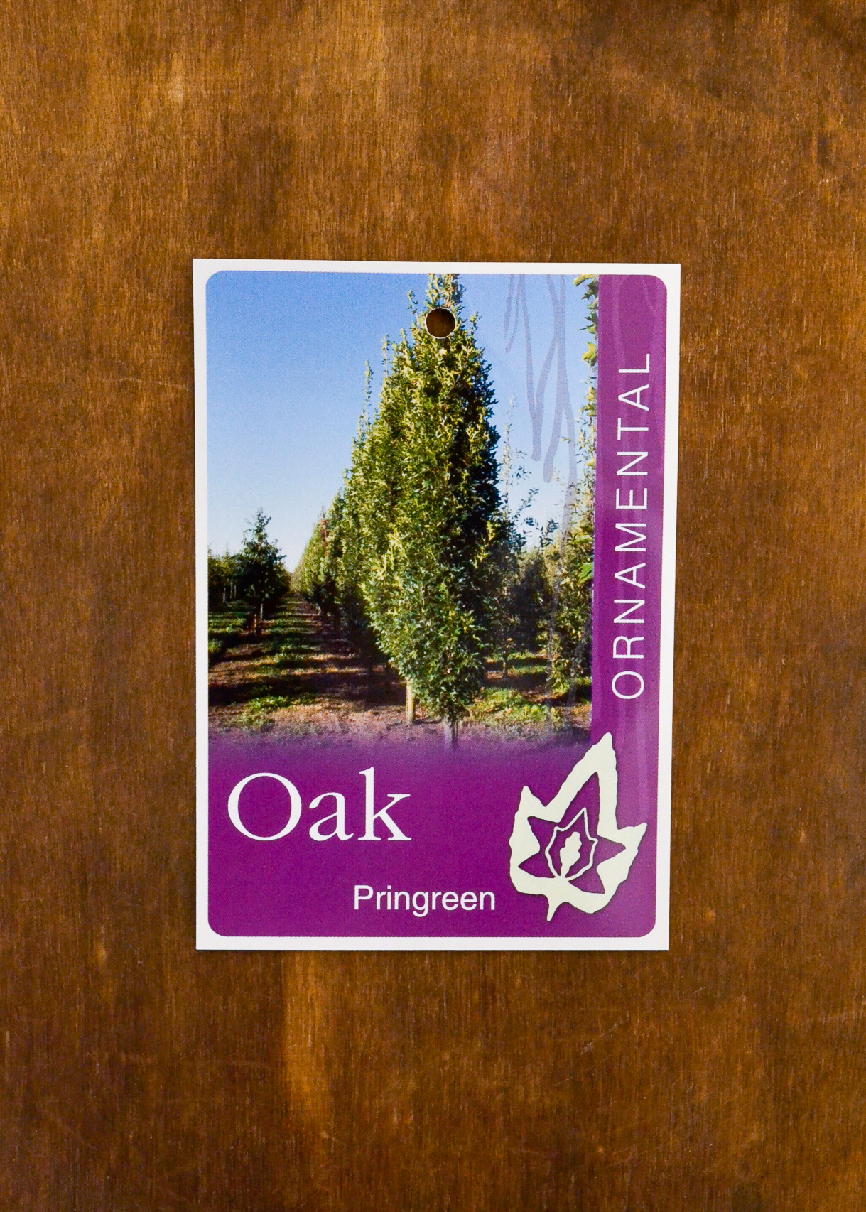 Oak - Green Pillar® - Guildford Garden Centre