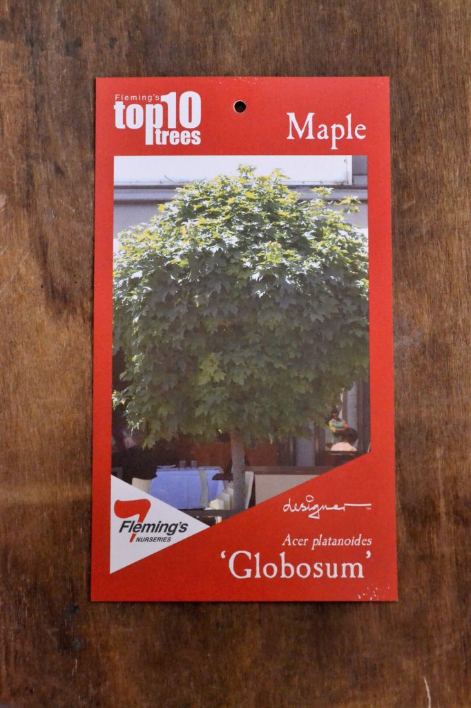 Maple - Standard - Globosum - Guildford Garden Centre