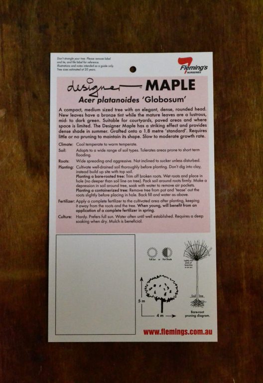 Maple - Standard - Globosum - Guildford Garden Centre