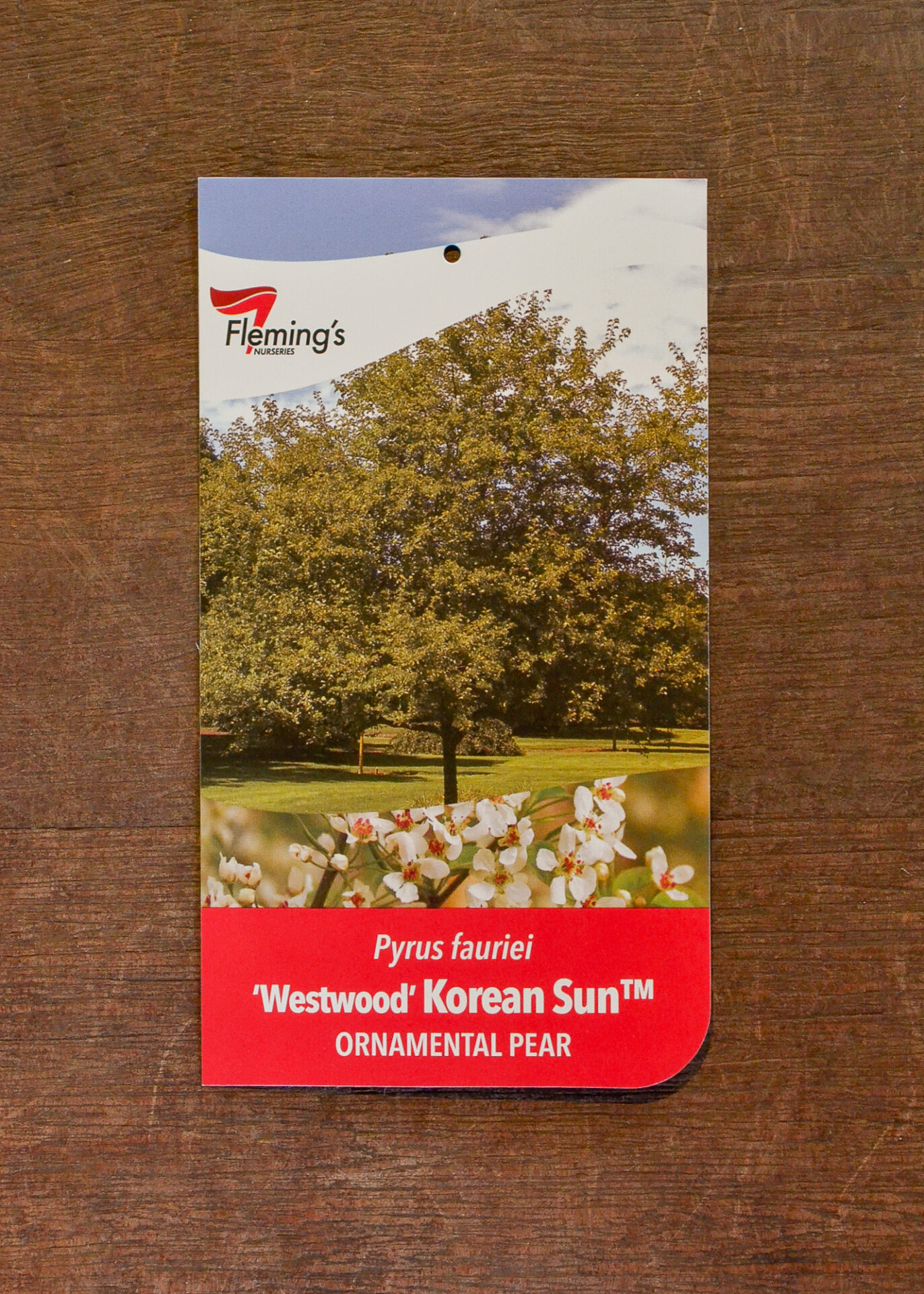 Pear - Ornamental - Korean Sun™ - Guildford Garden Centre