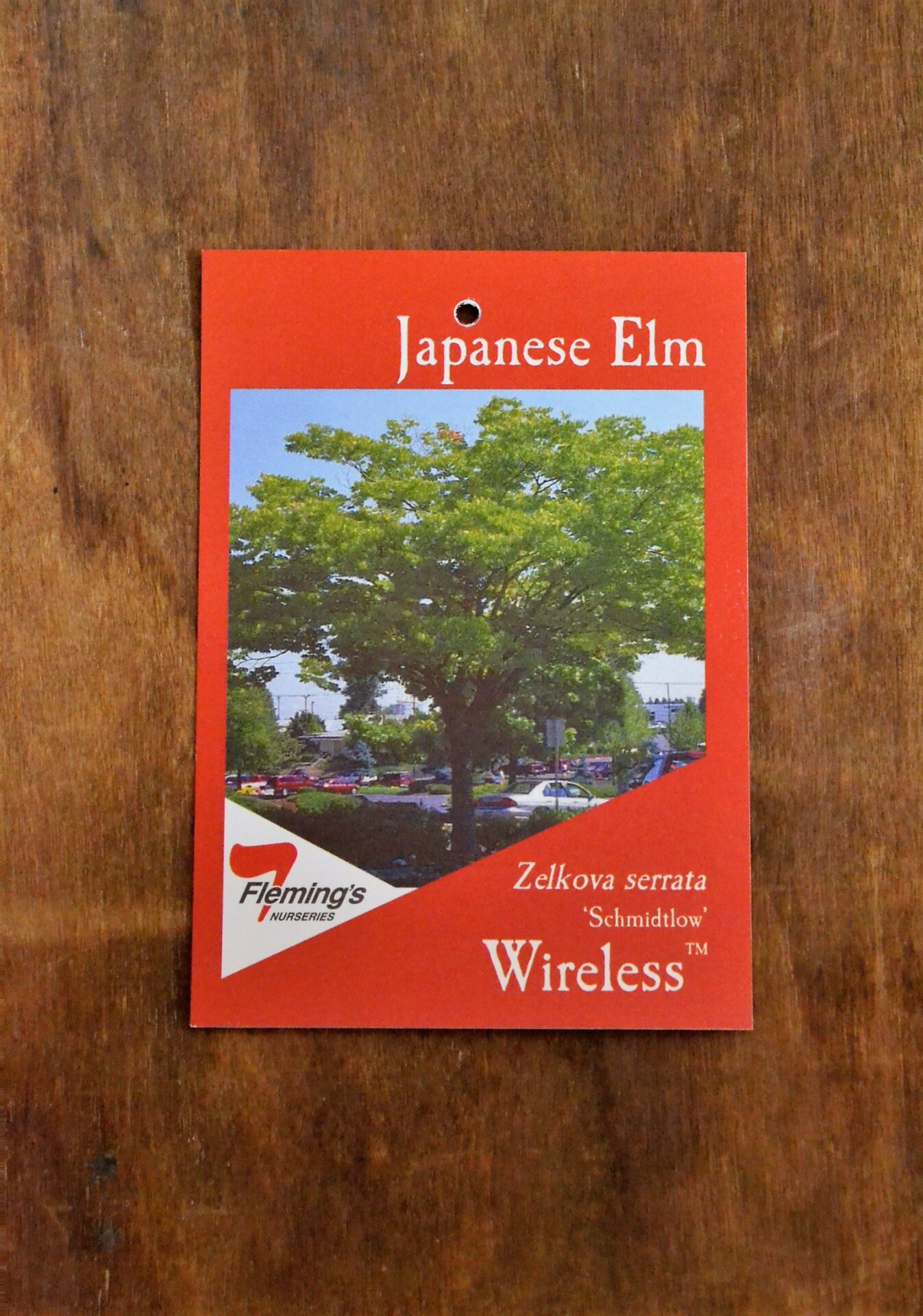 Japanese Elm - Wireless™ - Guildford Garden Centre