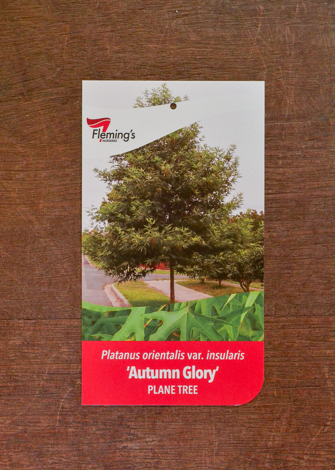 Plane Tree - Autumn Glory - Guildford Garden Centre