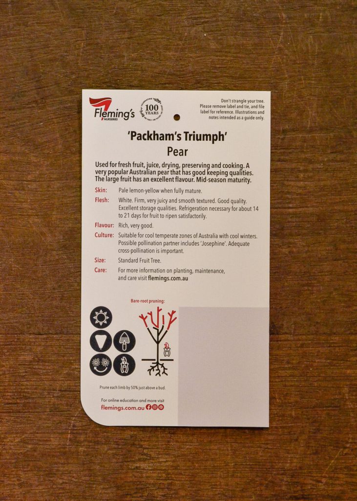 Pear - Packham's Triumph - Guildford Garden Centre