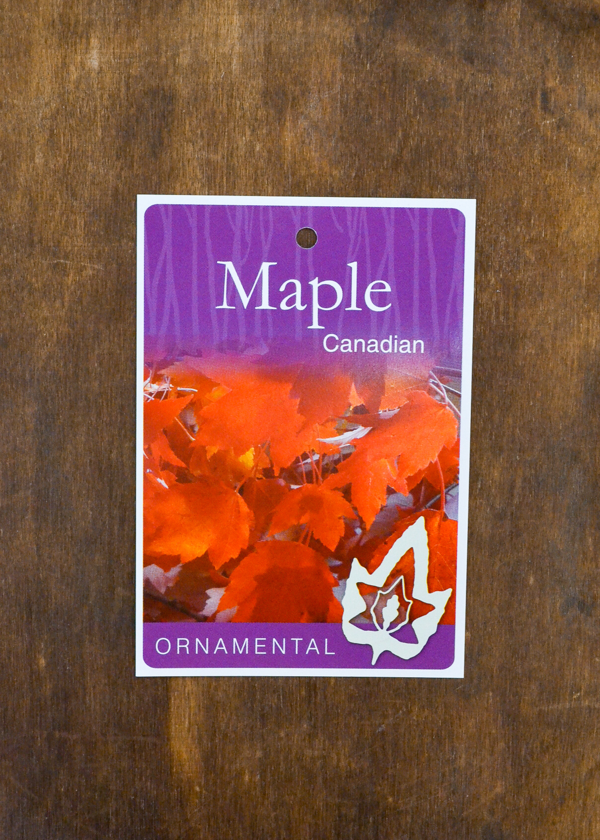 Maple - Canadian - Guildford Garden Centre