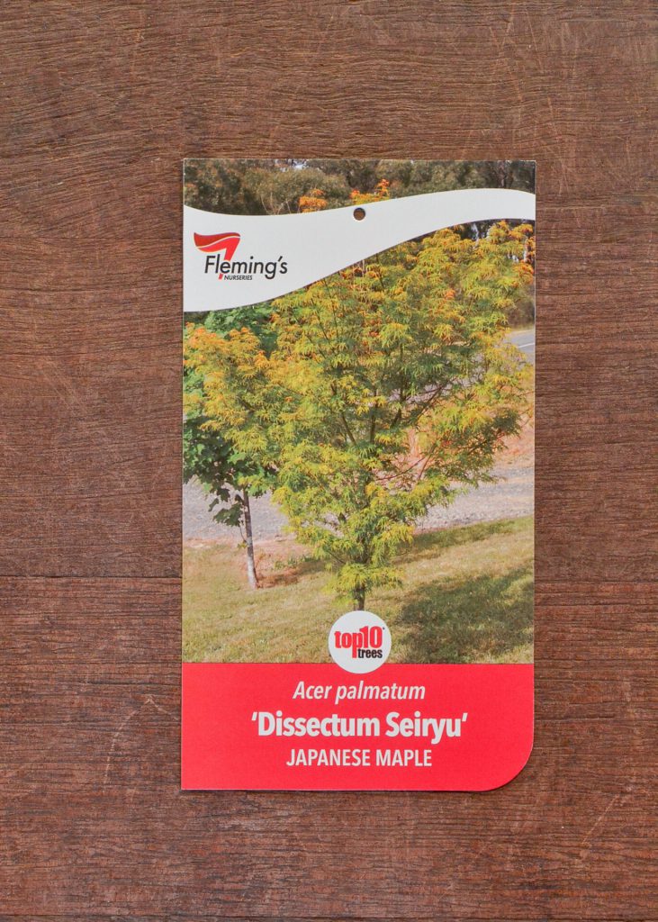 Japanese Maple - Dissectum Seiryu - Guildford Garden Centre