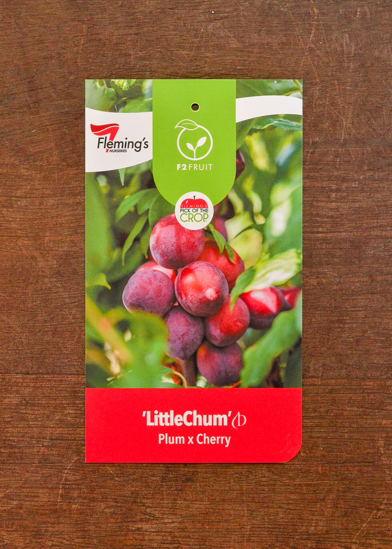 Plum x Cherry - Little Chum - Guildford Garden Centre