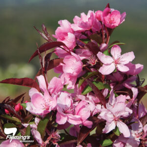 Crab Apple - Showtime™ - Guildford Garden Centre