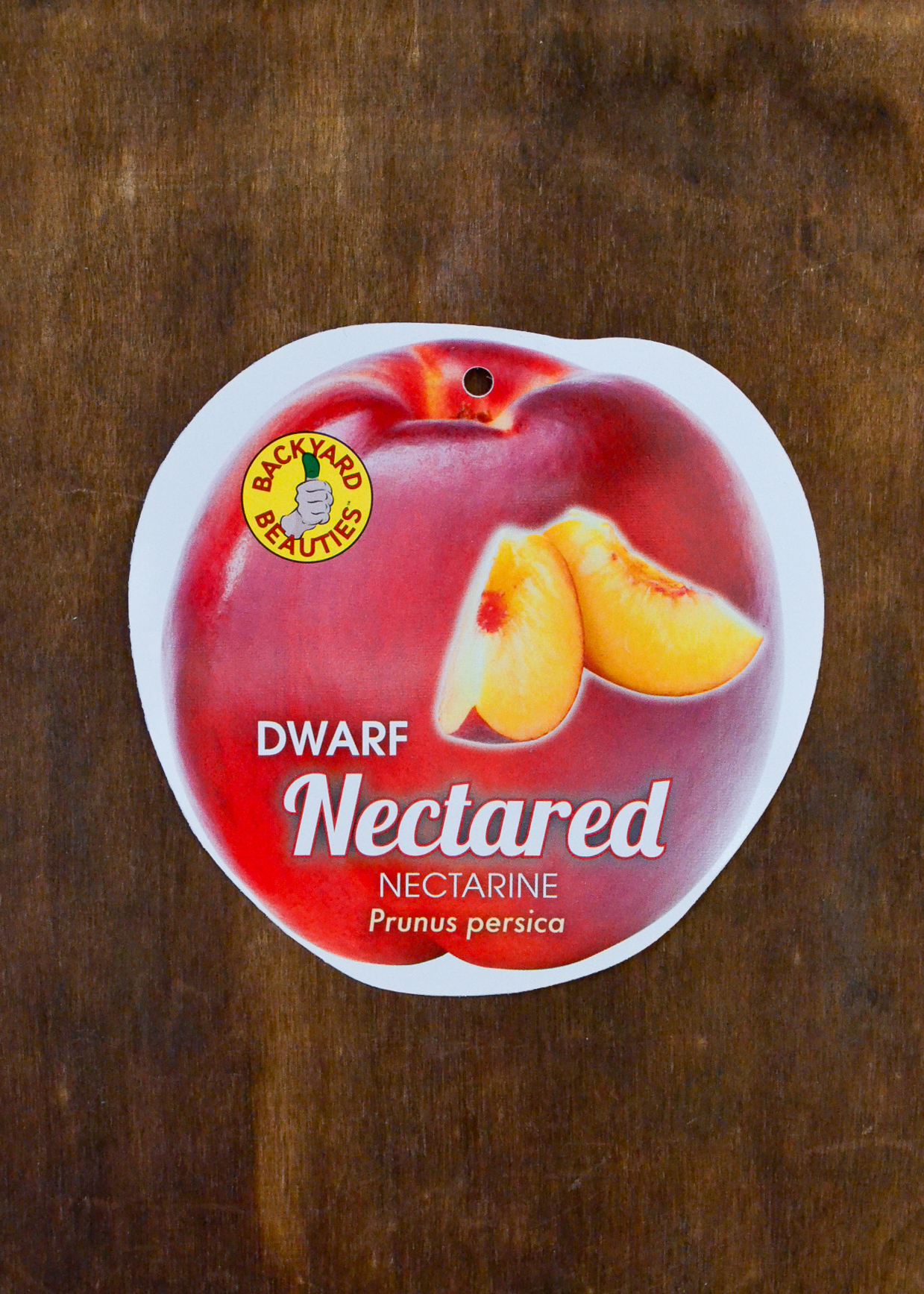 Nectarine - Nectared Dwarf - Guildford Garden Centre