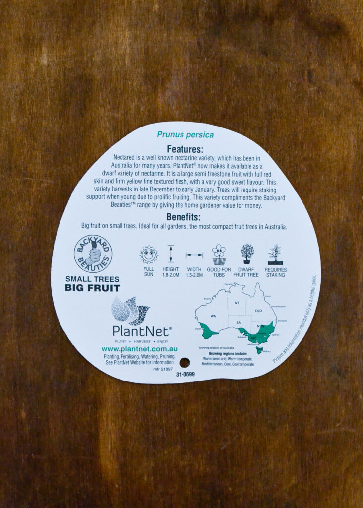 Nectarine - Nectared Dwarf - Guildford Garden Centre