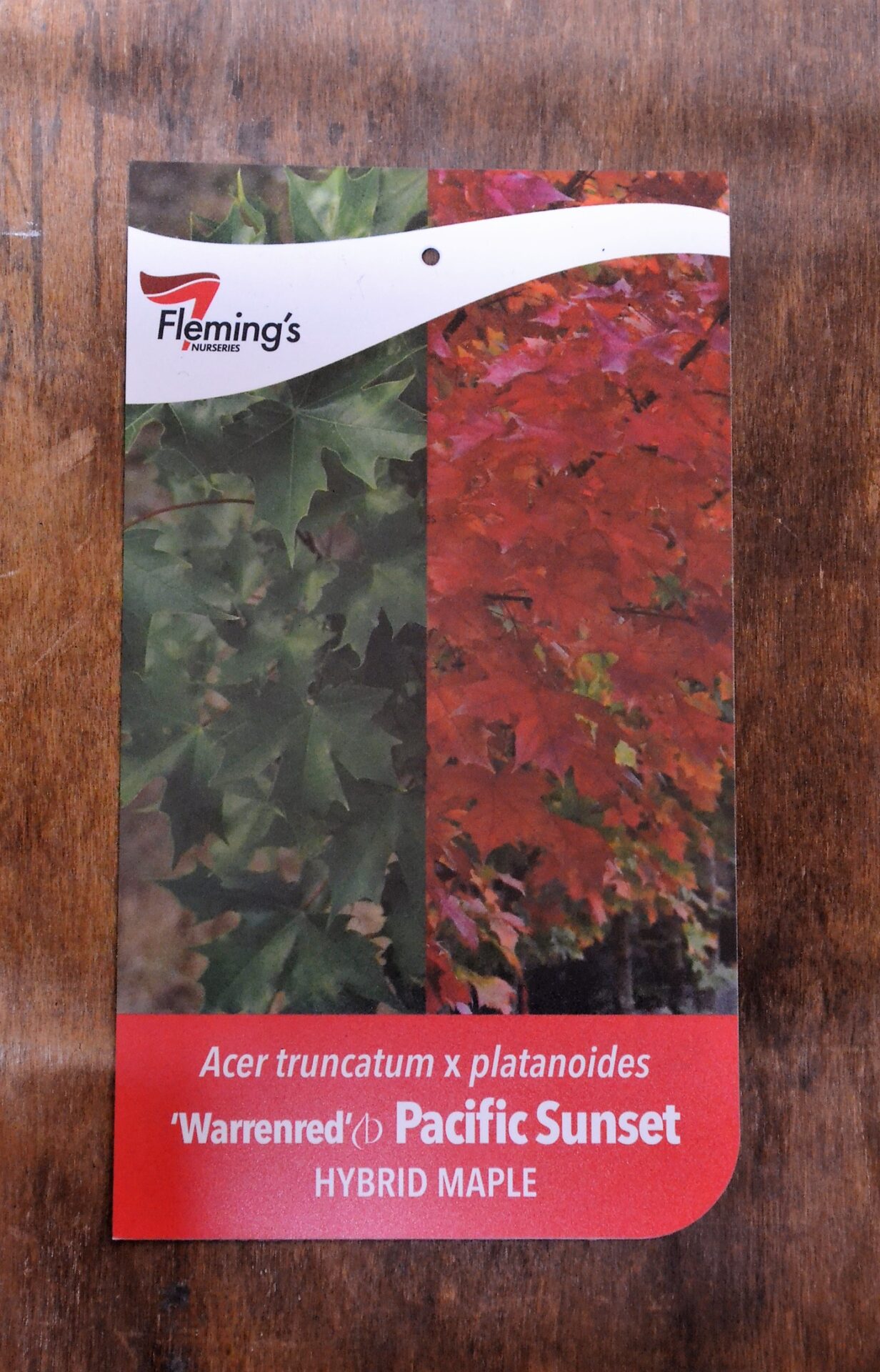 Maple - Pacific Sunset - Guildford Garden Centre