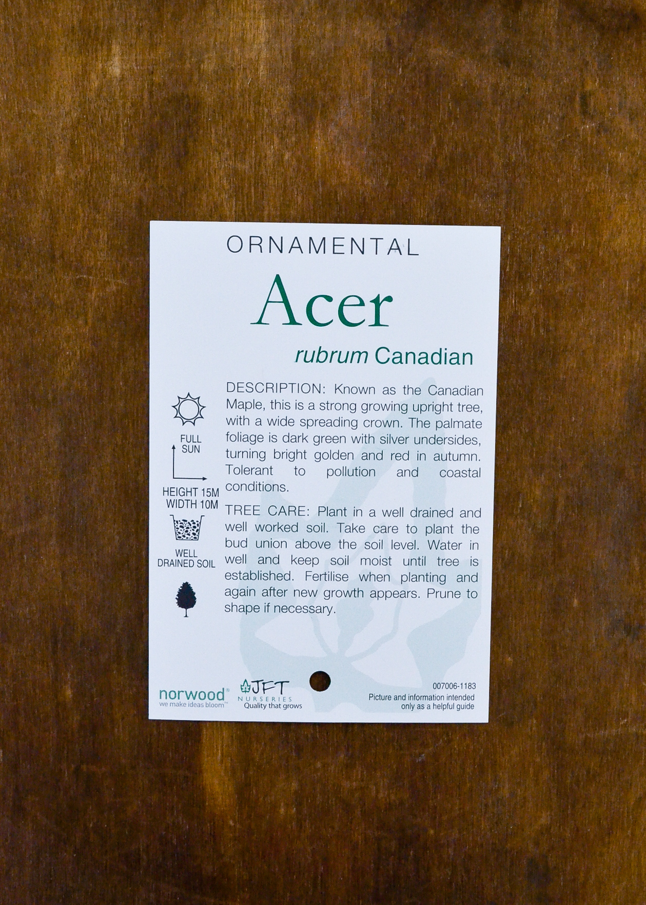 Maple - Canadian - Guildford Garden Centre