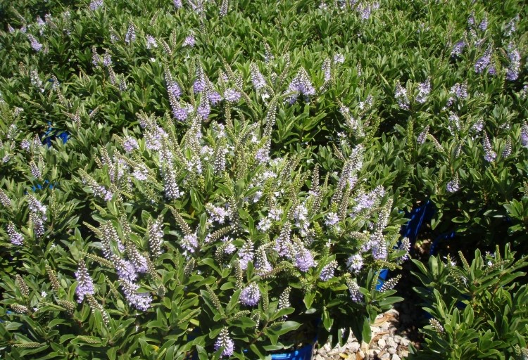 Hebe - Wiri Image - Guildford Garden Centre