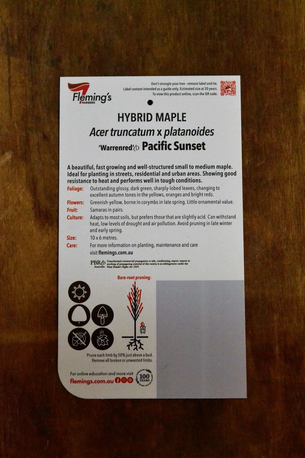 Maple - Pacific Sunset - Guildford Garden Centre