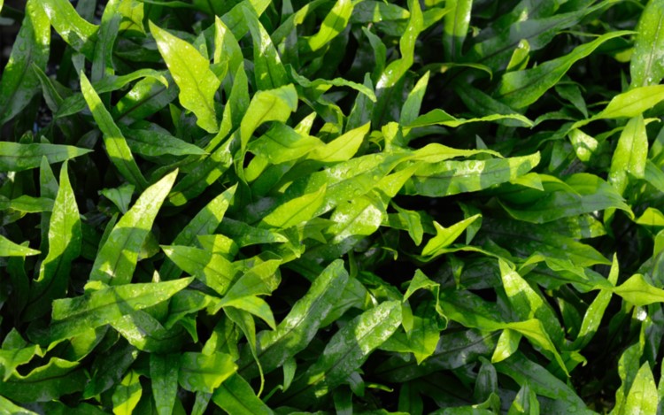 Microsorum - Kangaroo Fern - Guildford Garden Centre