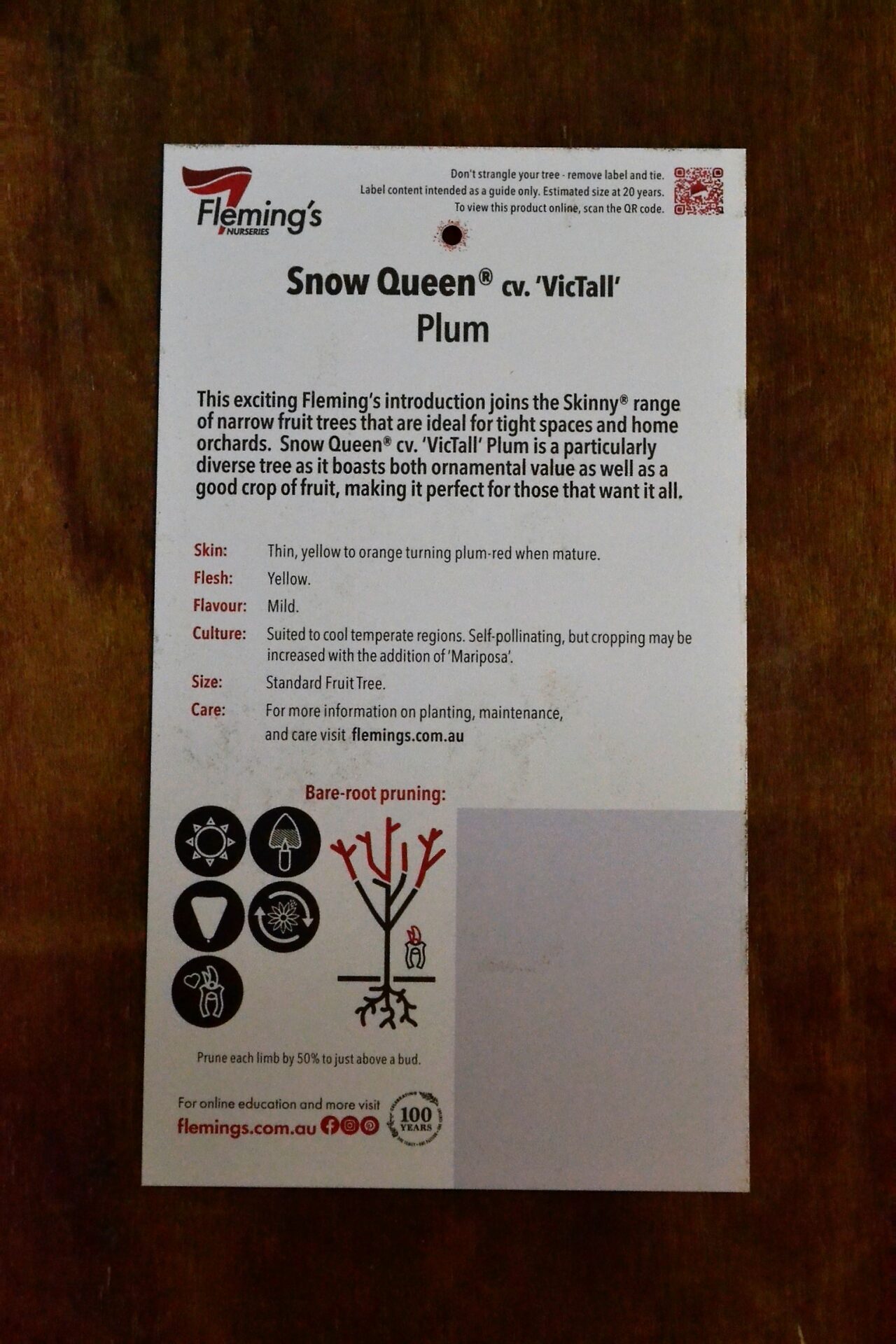 Plum - Snow Queen - Guildford Garden Centre