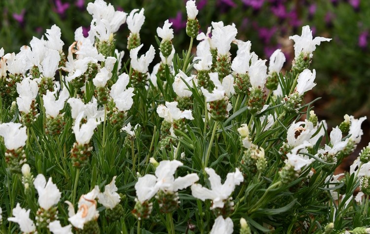 Lavender - Snow Princess - Guildford Garden Centre