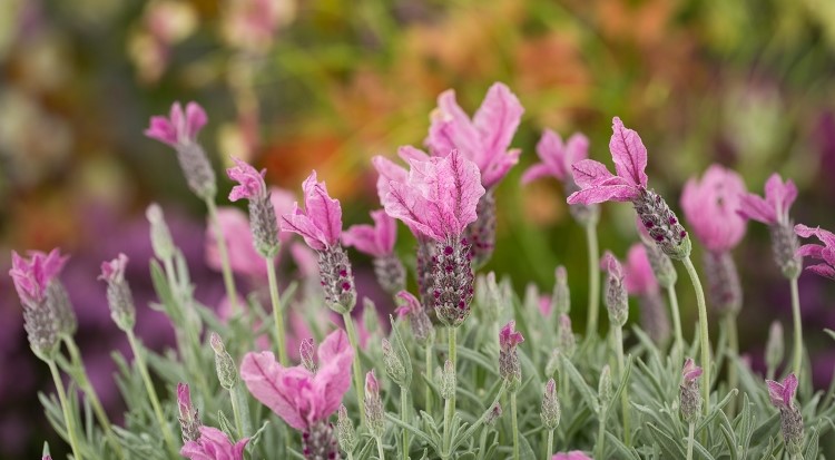 Lavender - Silver Princess - Guildford Garden Centre