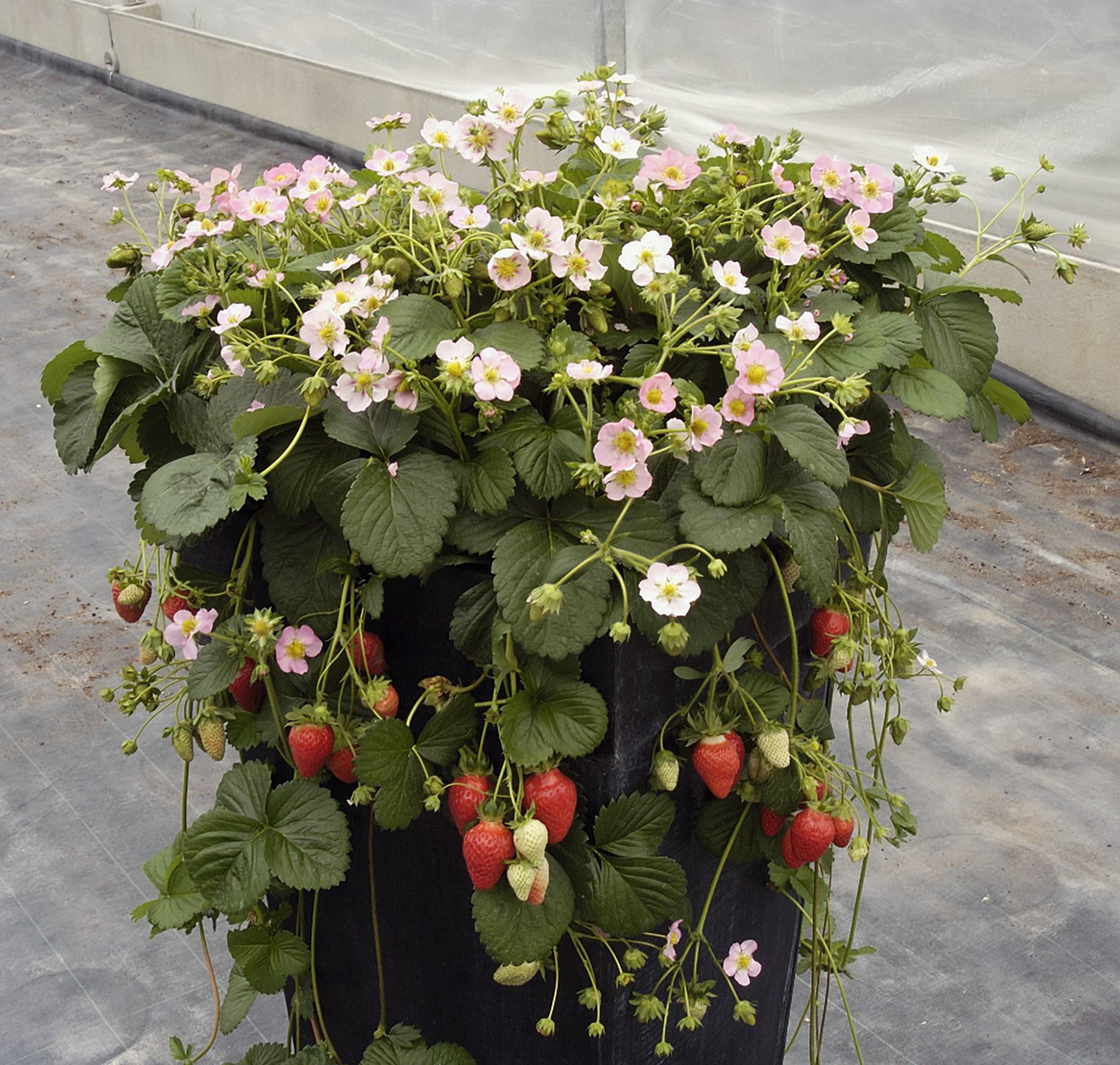 Strawberry - Roman - Guildford Garden Centre