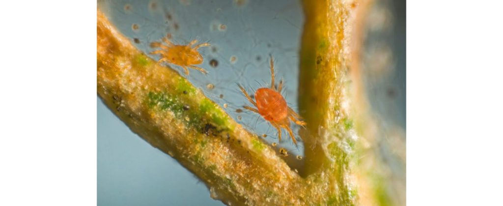 How to Control Spider Mite indoors and out - Guildford Garden Centre