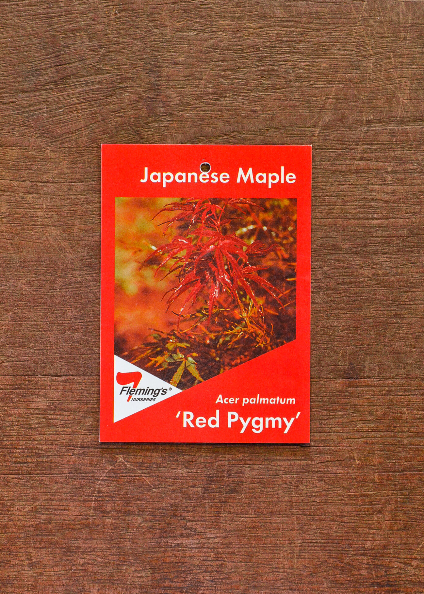 Japanese Maple - Red Pygmy - Guildford Garden Centre