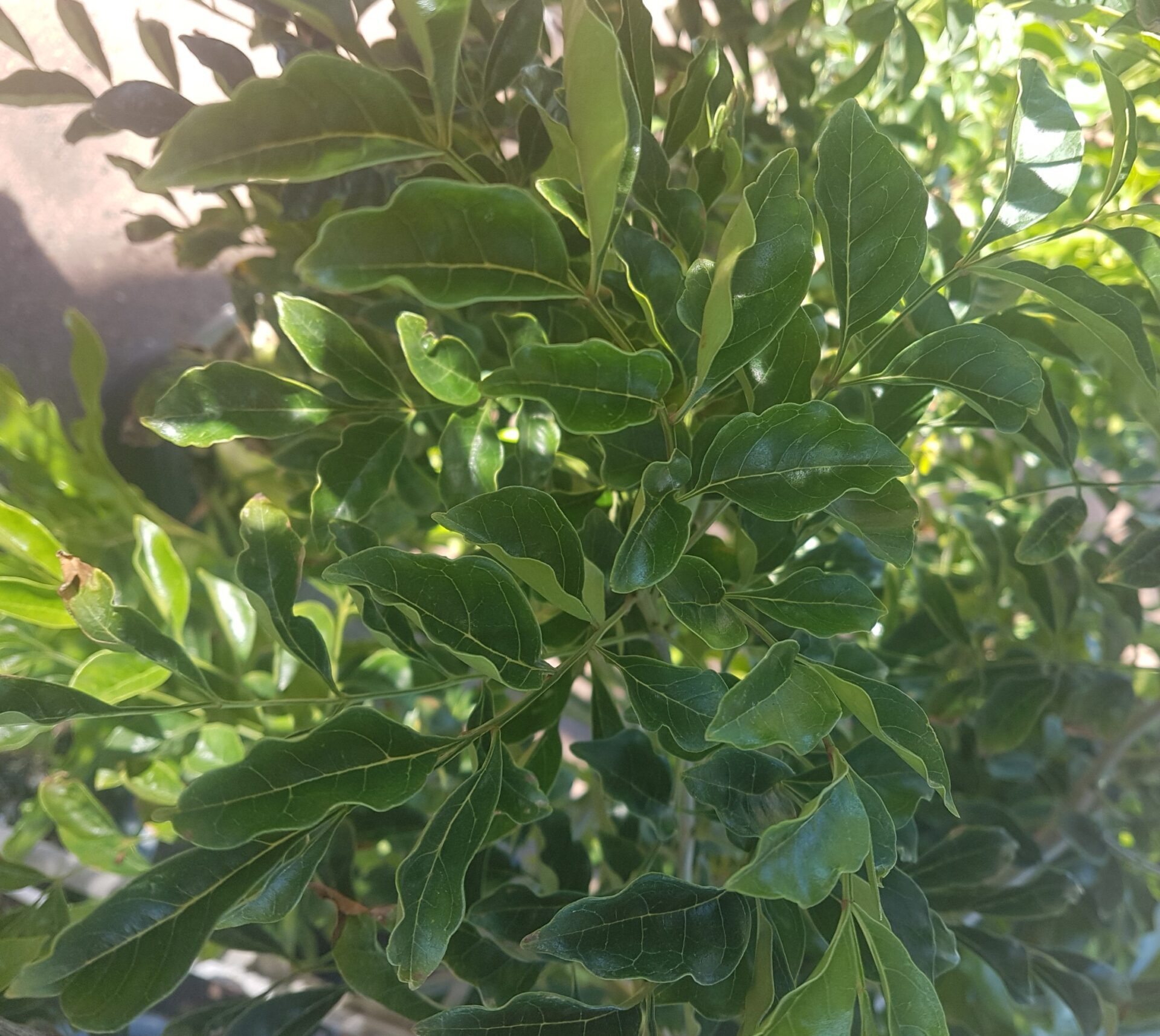 Ash - Evergreen (Fraxinus griffithii) - Guildford Garden Centre