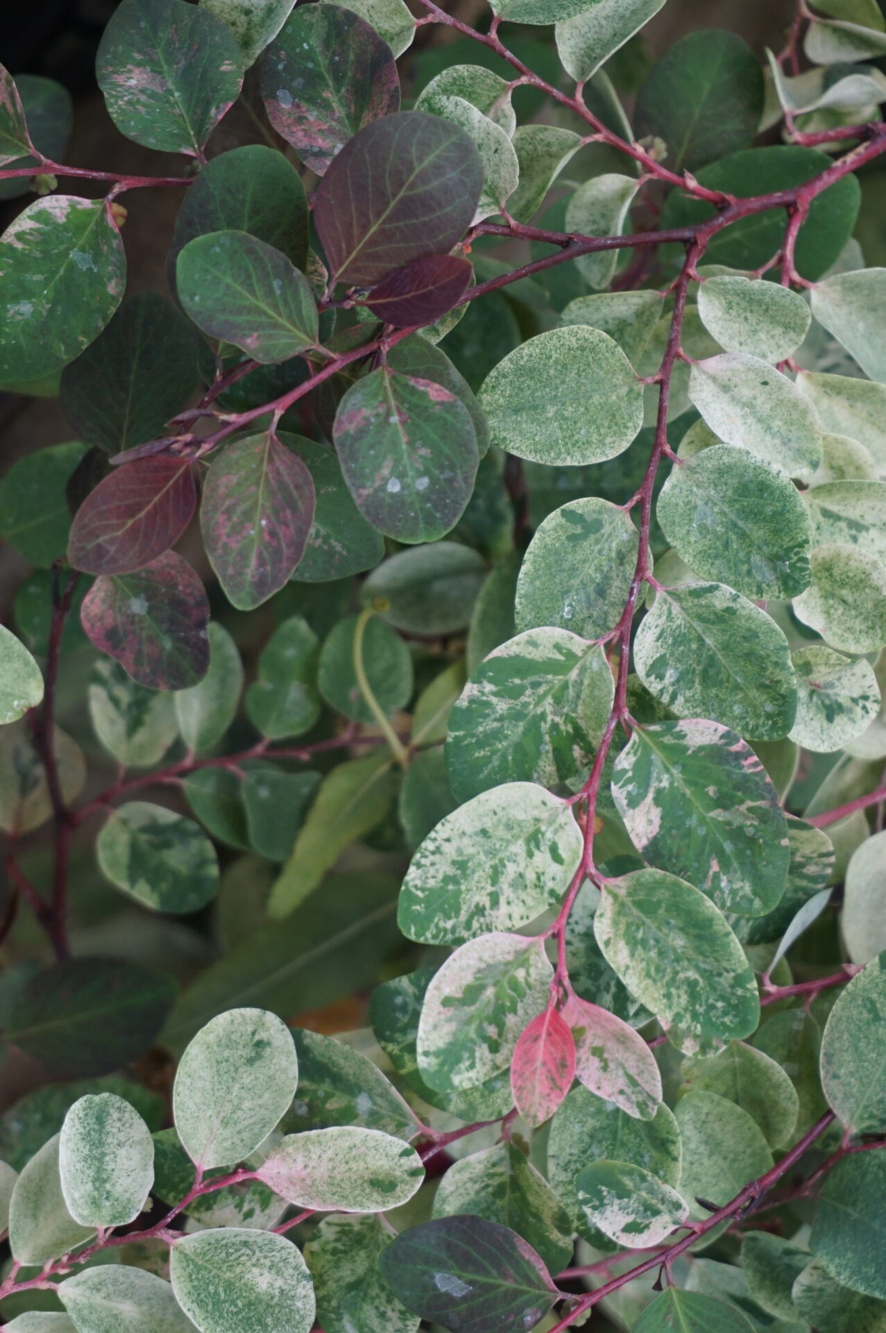 Breynia - Snow Bush - Guildford Garden Centre