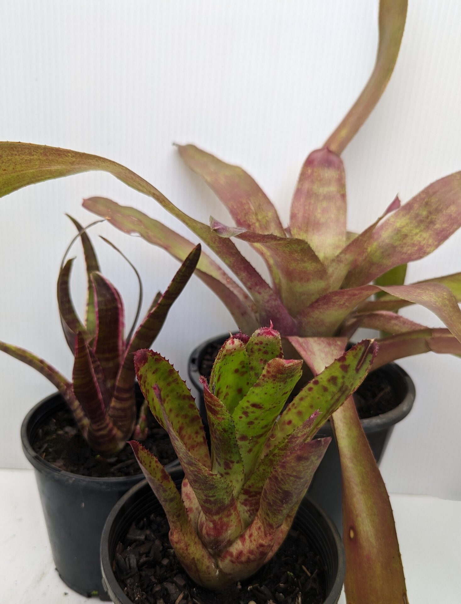 Bromeliad - Assorted - Guildford Garden Centre