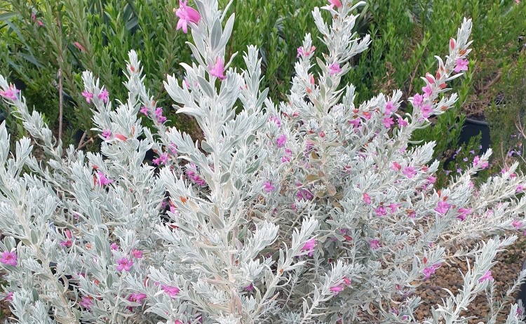 Eremophila - Pink Pantha - Guildford Garden Centre