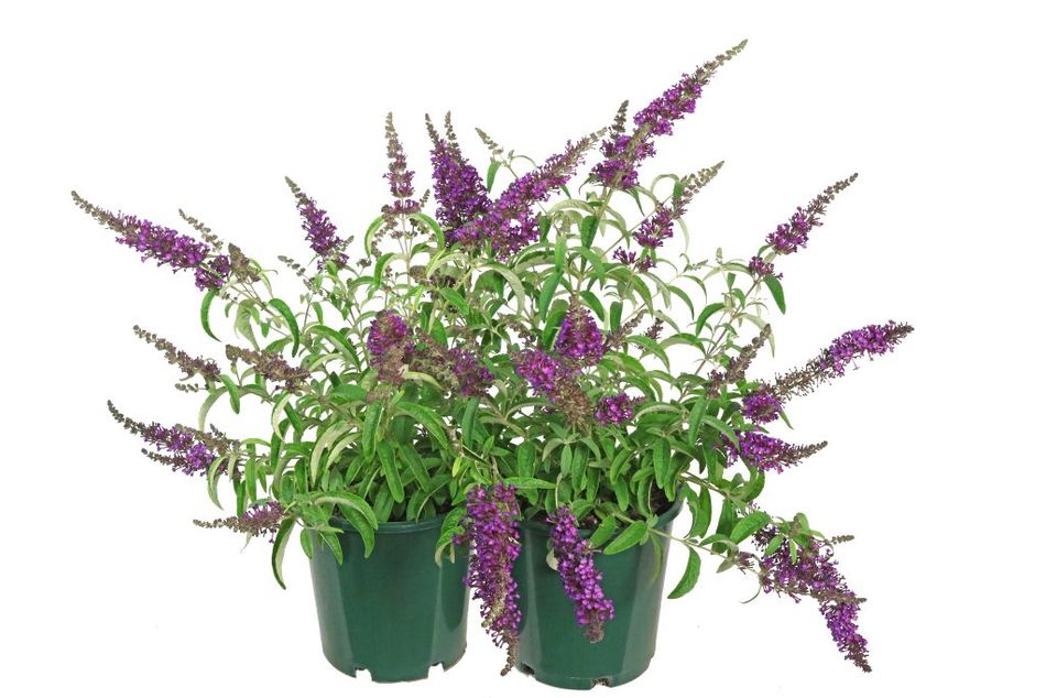 Buddleja - Summer Bird Magenta - Guildford Garden Centre