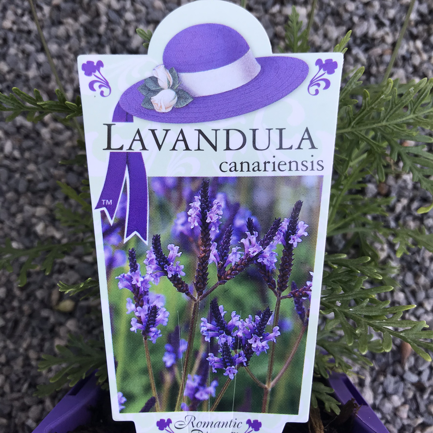 Lavender - Canariensis - Romantic Plants - Perth, WA - Garden Centre