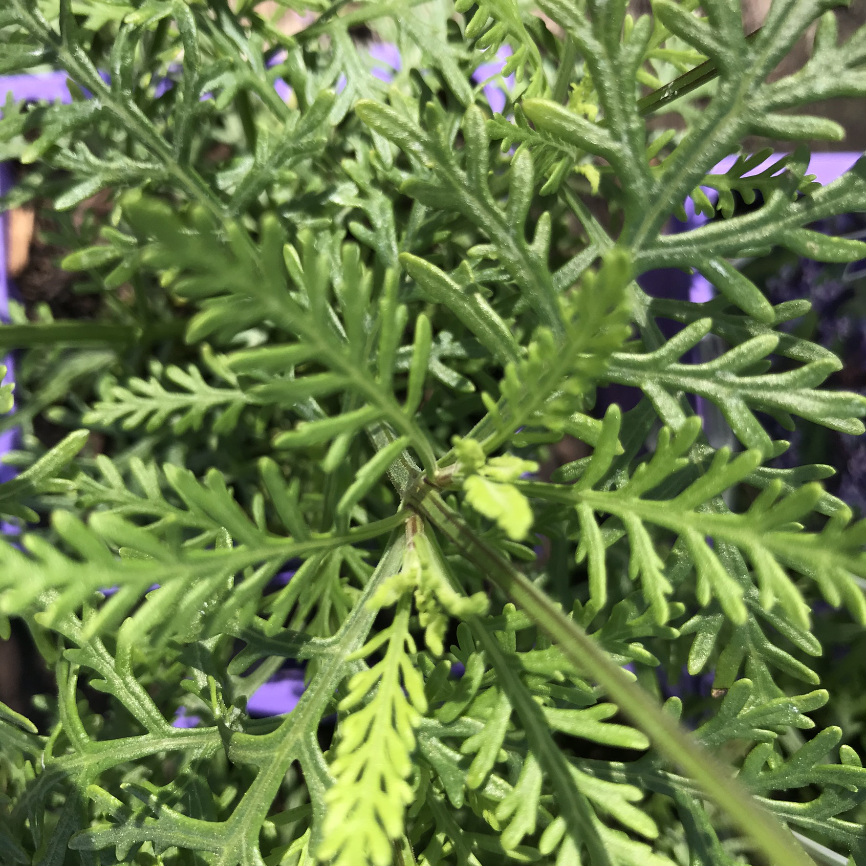 Lavender - Canariensis - Romantic Plants - Perth, WA - Garden Centre