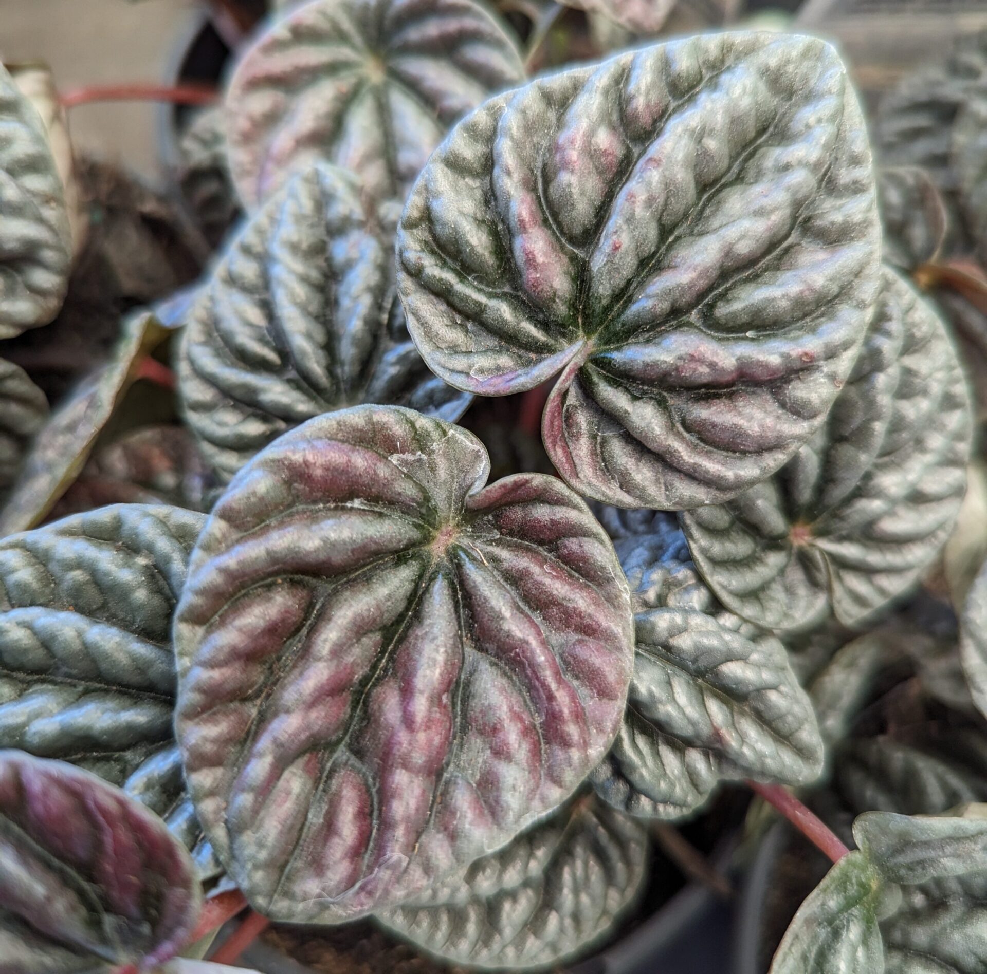 Peperomia - Silver Heart - Guildford Garden Centre