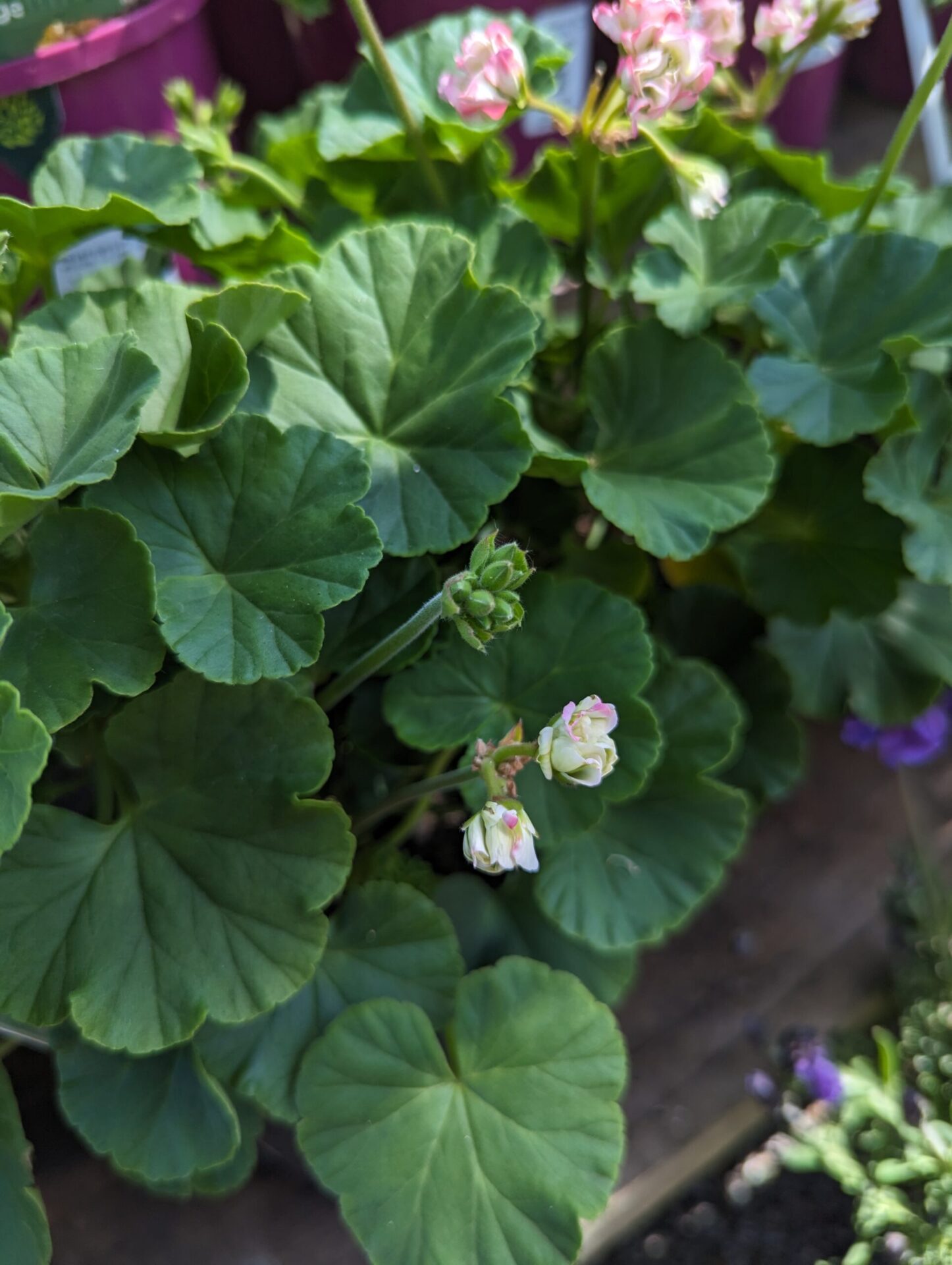 Geranium - Assorted - Guildford Garden Centre